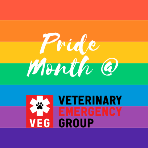 Pride Month at VEG - Pride Veterinary Medical Community