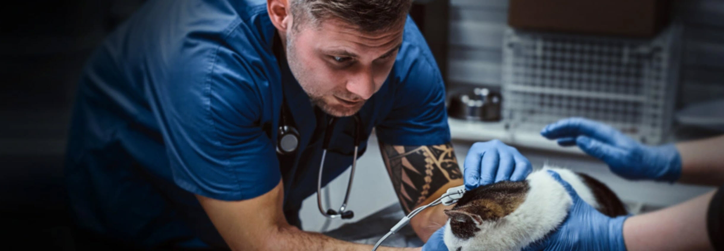 Normalizing Mental Healthcare and Wellbeing in the Veterinary ...